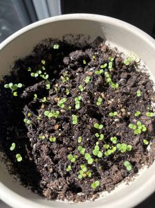 How to Grow and Care For Forget-Me-Not - Plantglossary