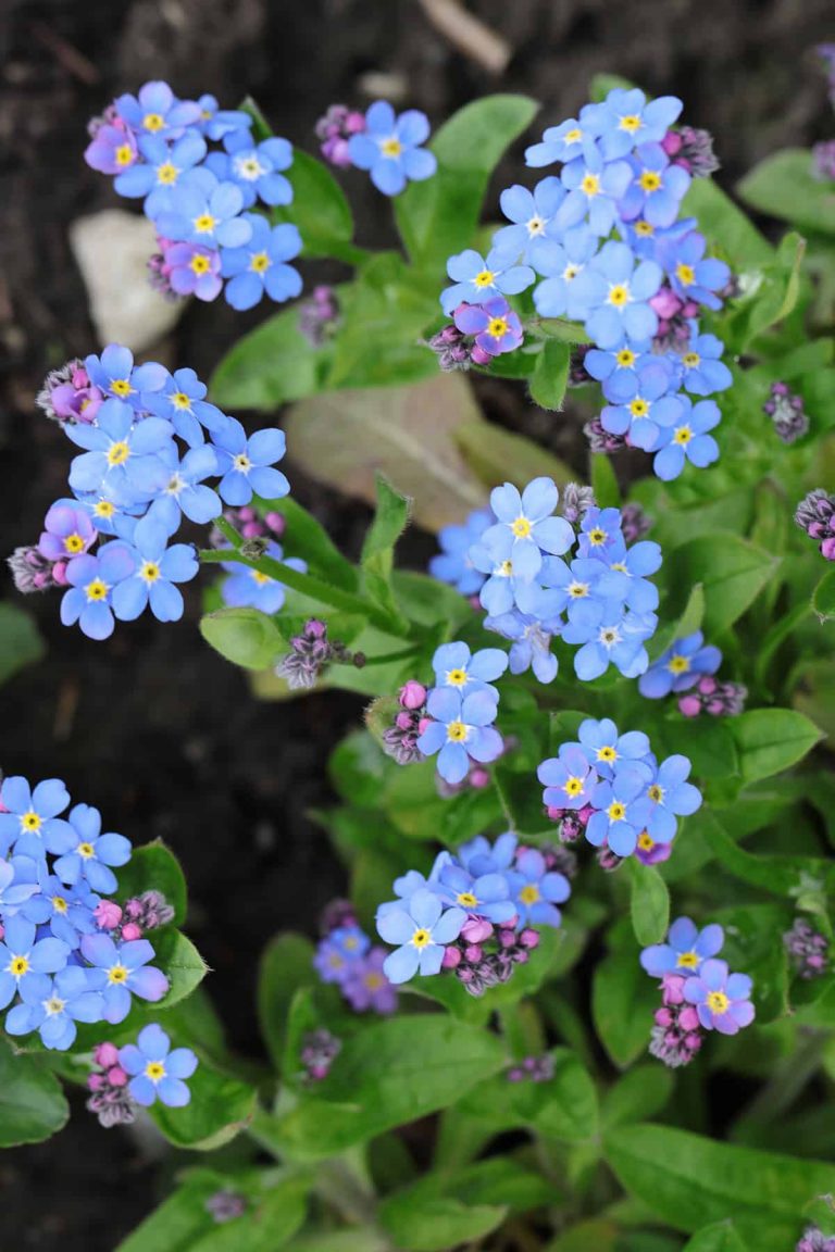 How to Grow and Care For Forget-Me-Not - Plantglossary