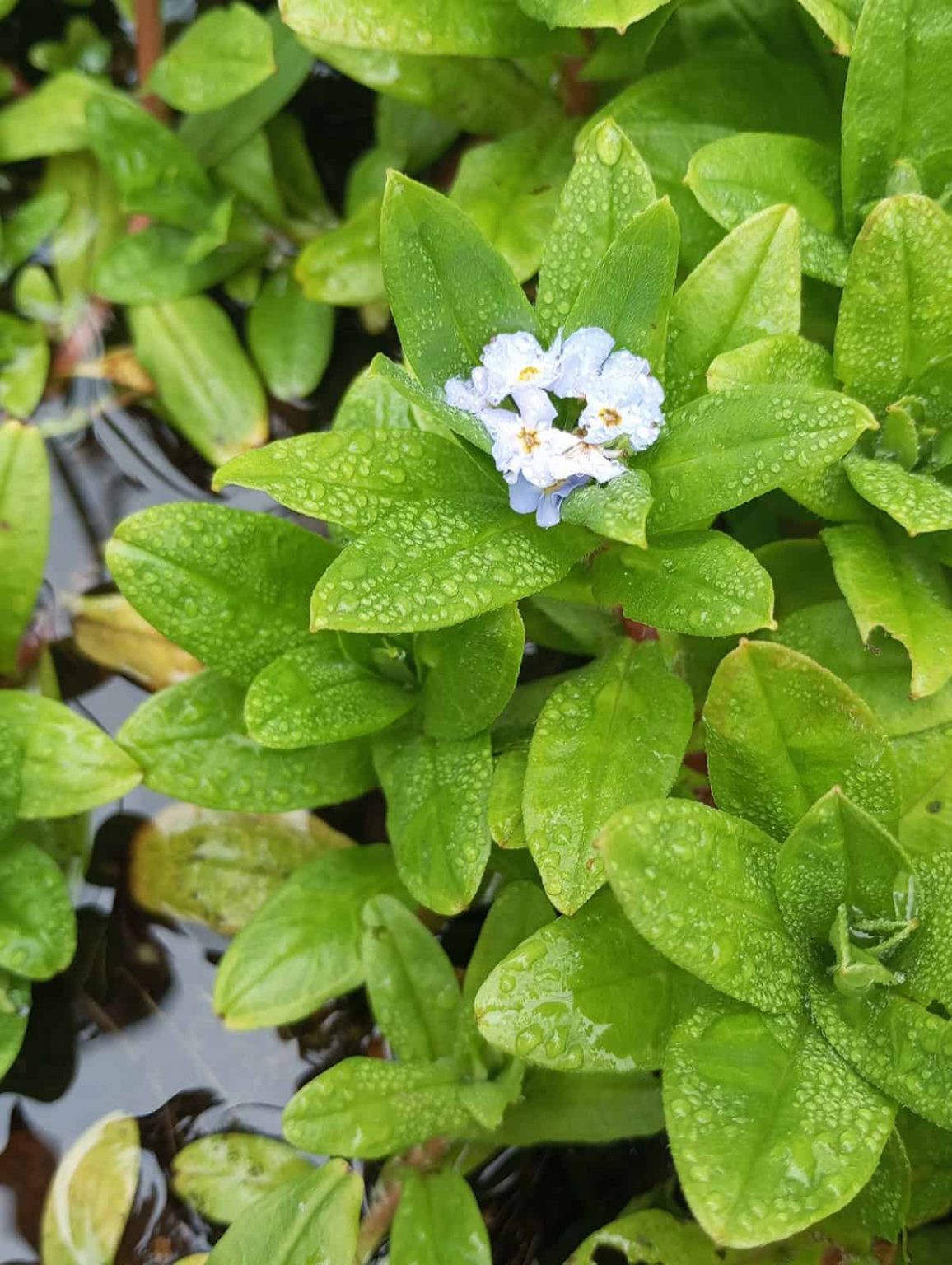 How to Grow and Care For Forget-Me-Not - Plantglossary