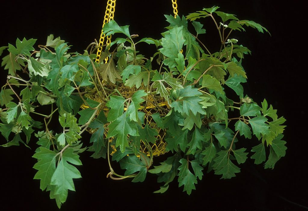 24 Indoor Vining Plants – Top Varieties and Essential Care Tips ...