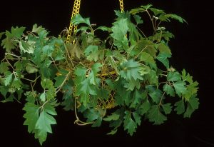24 Indoor Vining Plants – Top Varieties and Essential Care Tips ...
