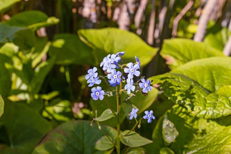How to Grow and Care For Forget-Me-Not - Plantglossary