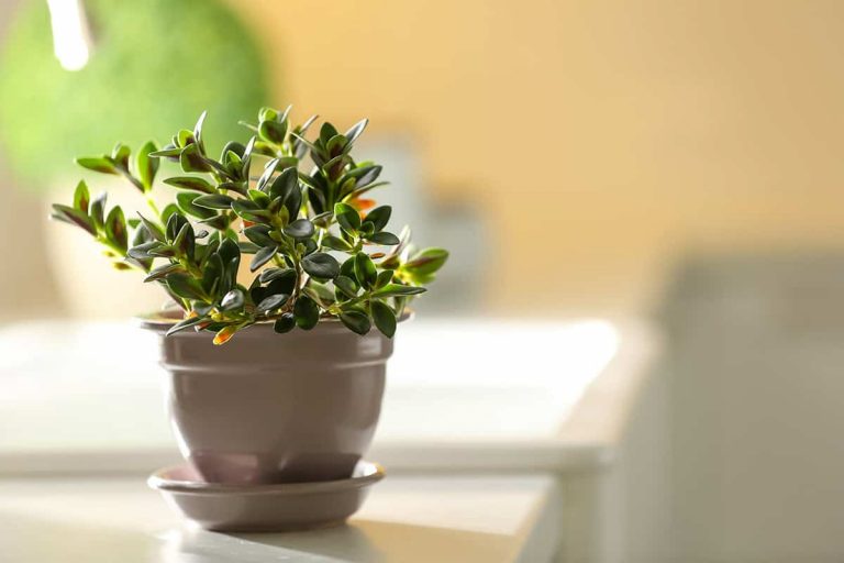 Oxalis Care Guide – Tips for a Thriving Shamrock Plant - Plantglossary