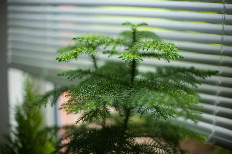 How to Grow and Care For Norfolk Island Pine Indoors - Plantglossary