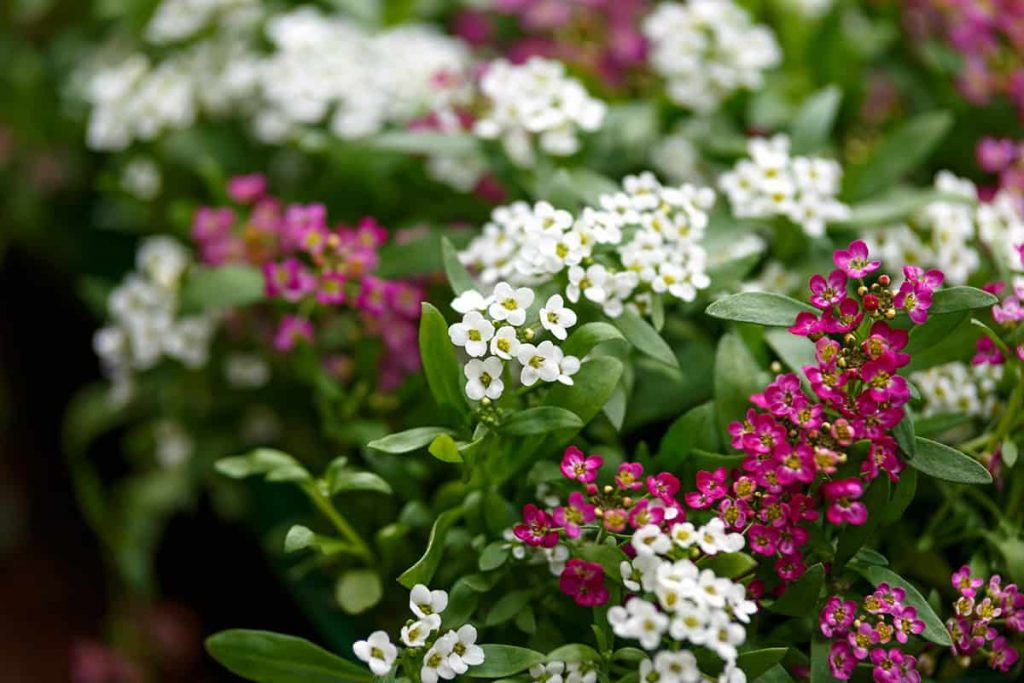 20 Best Flowers for Your Window Boxes - Plantglossary