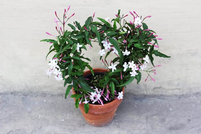 24 Indoor Vining Plants – Top Varieties and Essential Care Tips ...