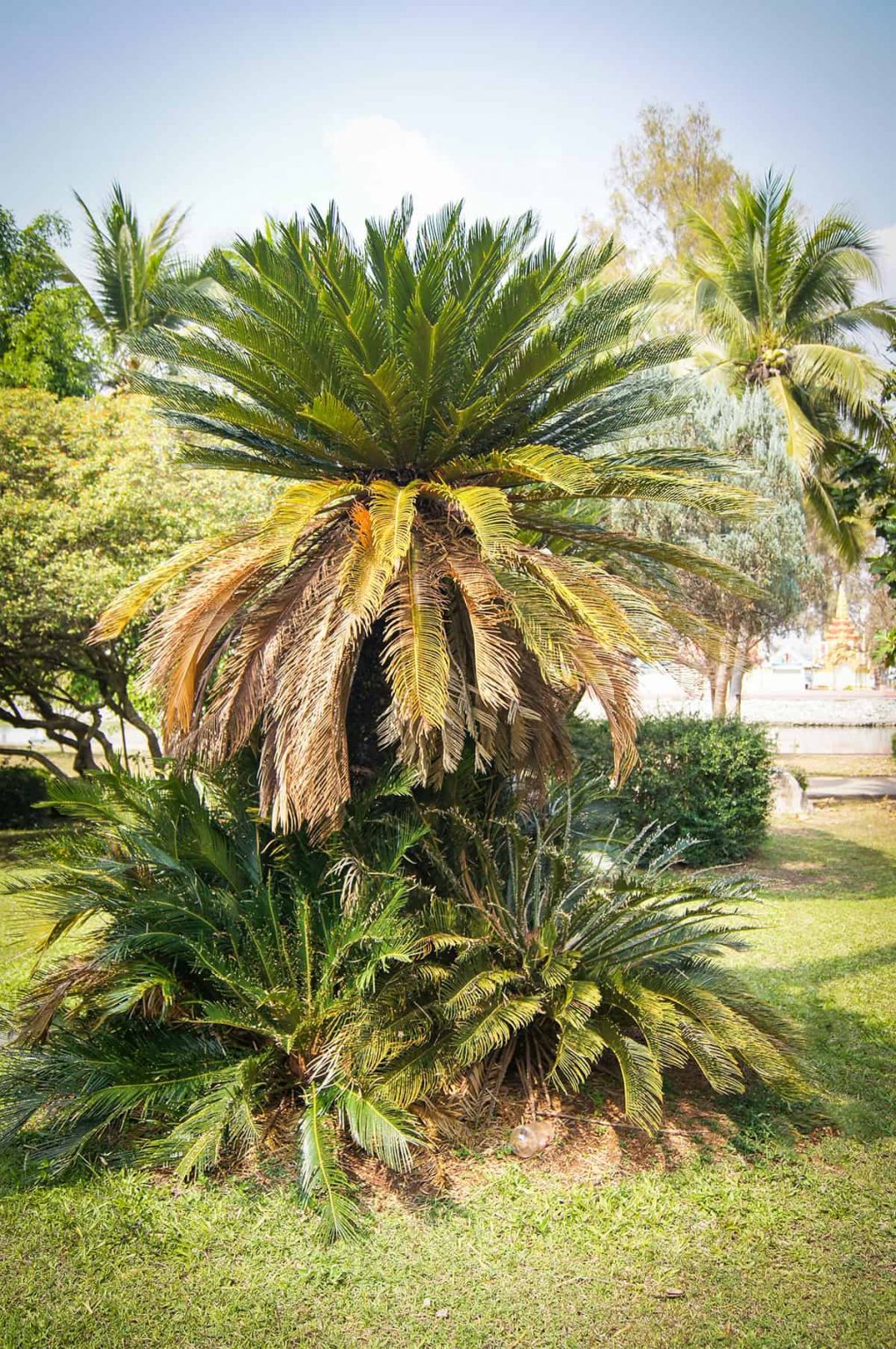How to Grow and Care For Sago Palm - Plantglossary
