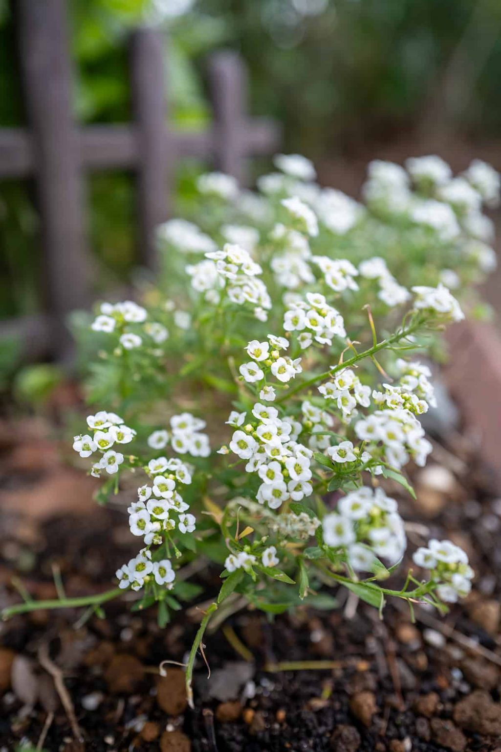 How to Grow and Care For Sweet Alyssum - Plantglossary