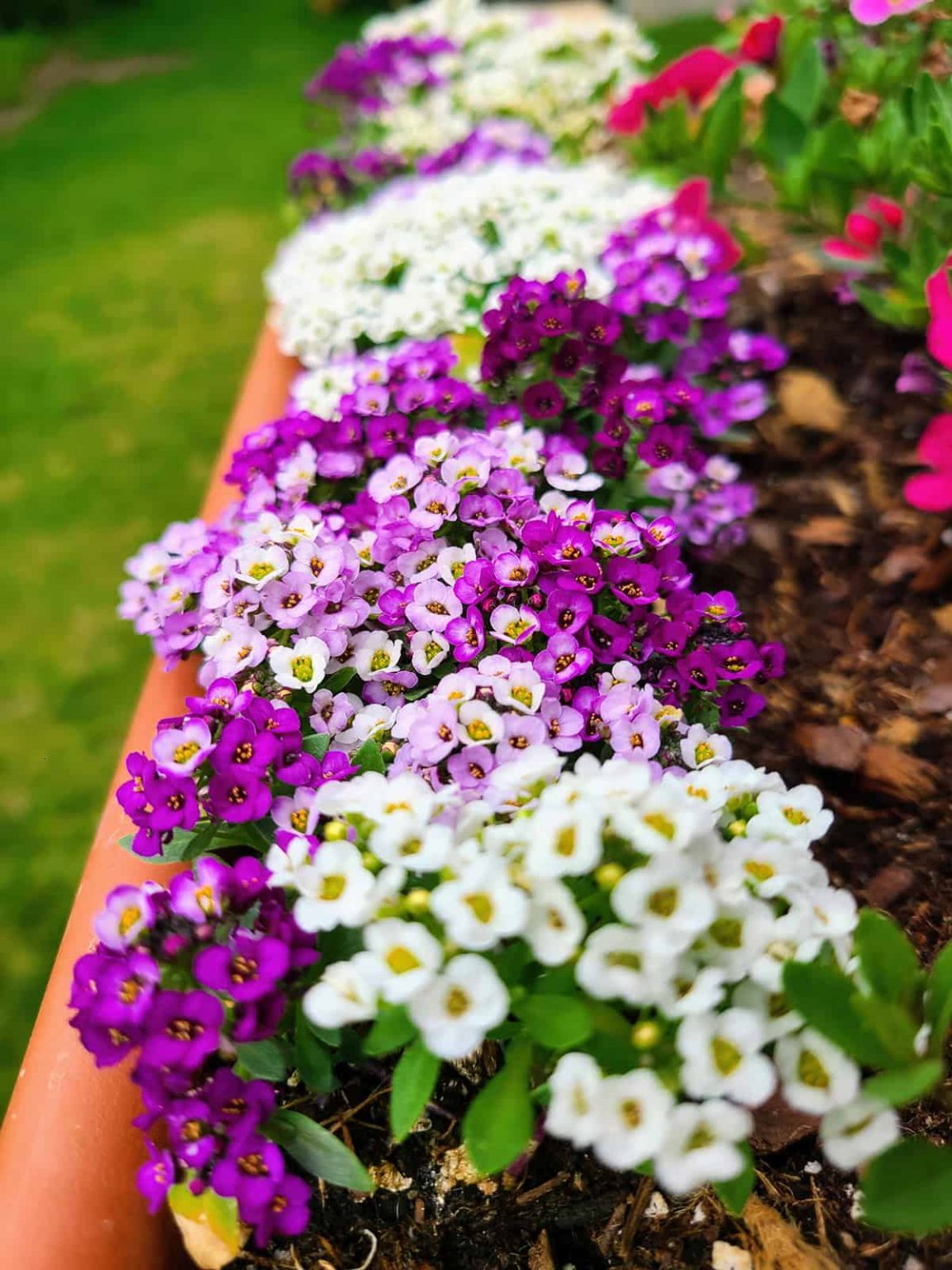 How to Grow and Care For Sweet Alyssum - Plantglossary