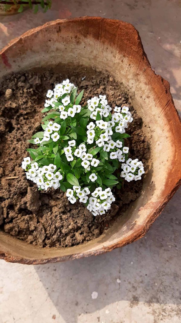 How to Grow and Care For Sweet Alyssum - Plantglossary