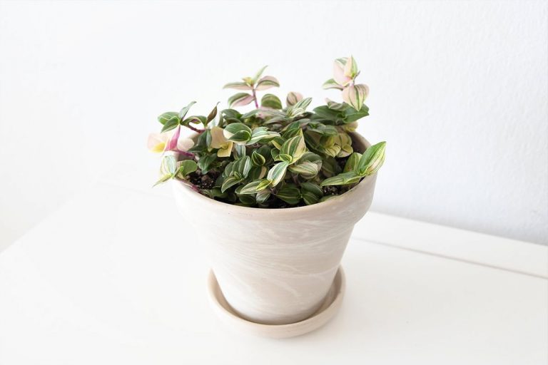 24 Indoor Vining Plants – Top Varieties and Essential Care Tips ...