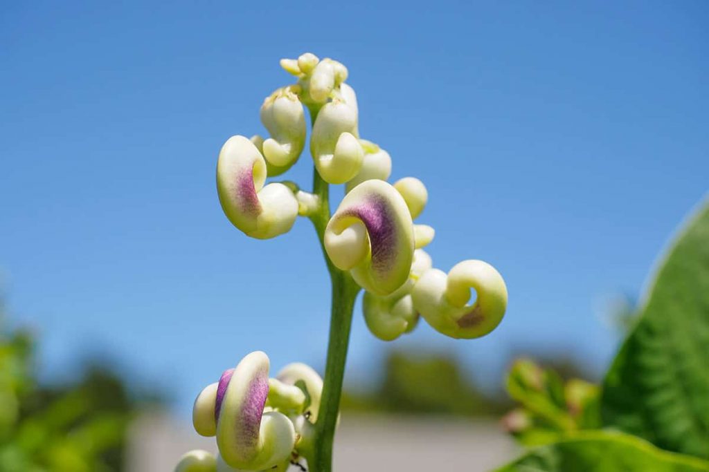 24 Best Plants That Twist and Turn - Plantglossary