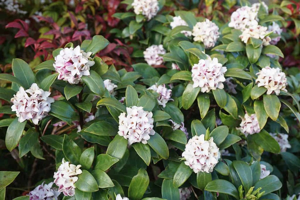 21 Poisonous Plants That Can Harm You - Plantglossary