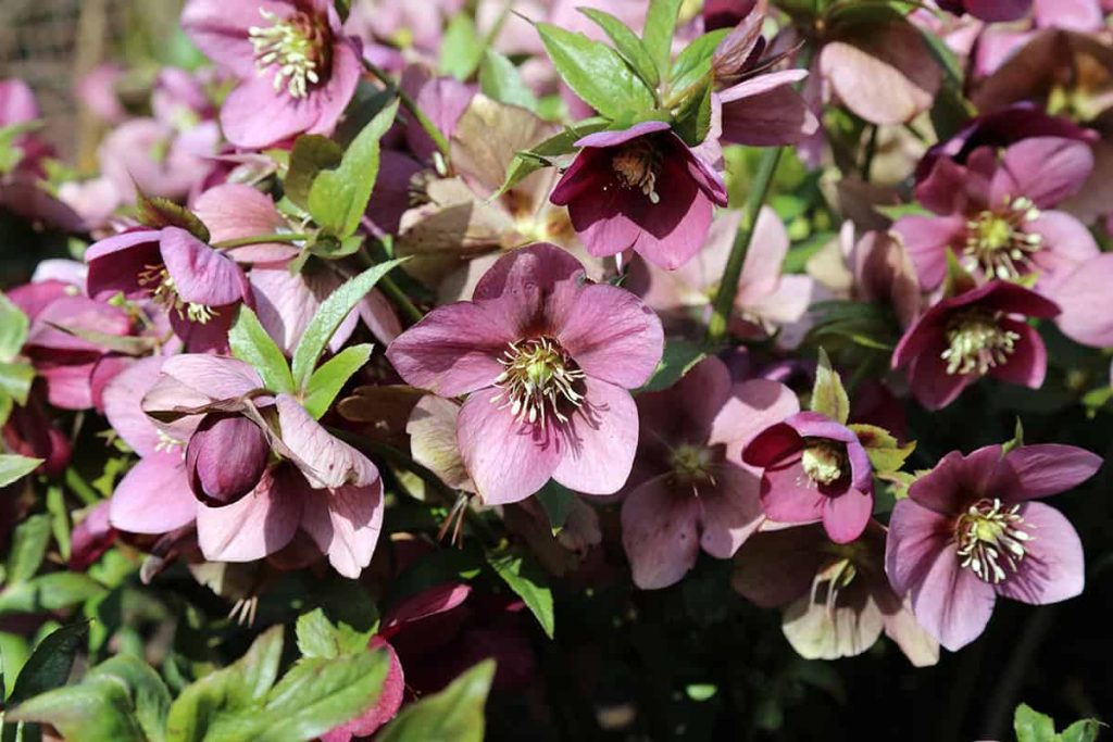 25 Beautiful Flowers to Plant In September - Plantglossary