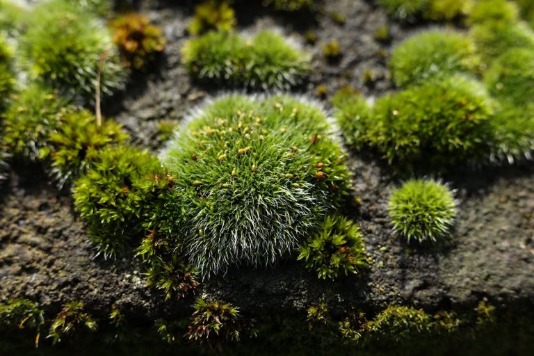 25 Different Types of Moss - Plantglossary