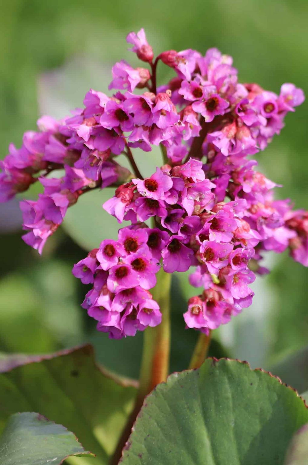 25 Best Frost Perennial Plants - Plantglossary