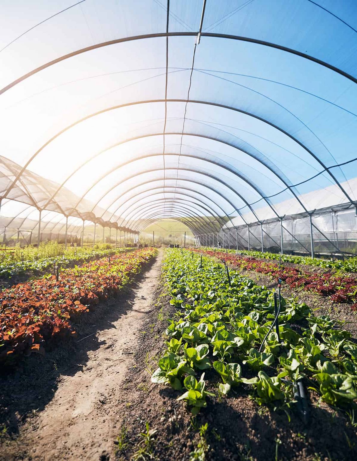 How to Grow Plants Year-round In a Greenhouse - Plantglossary