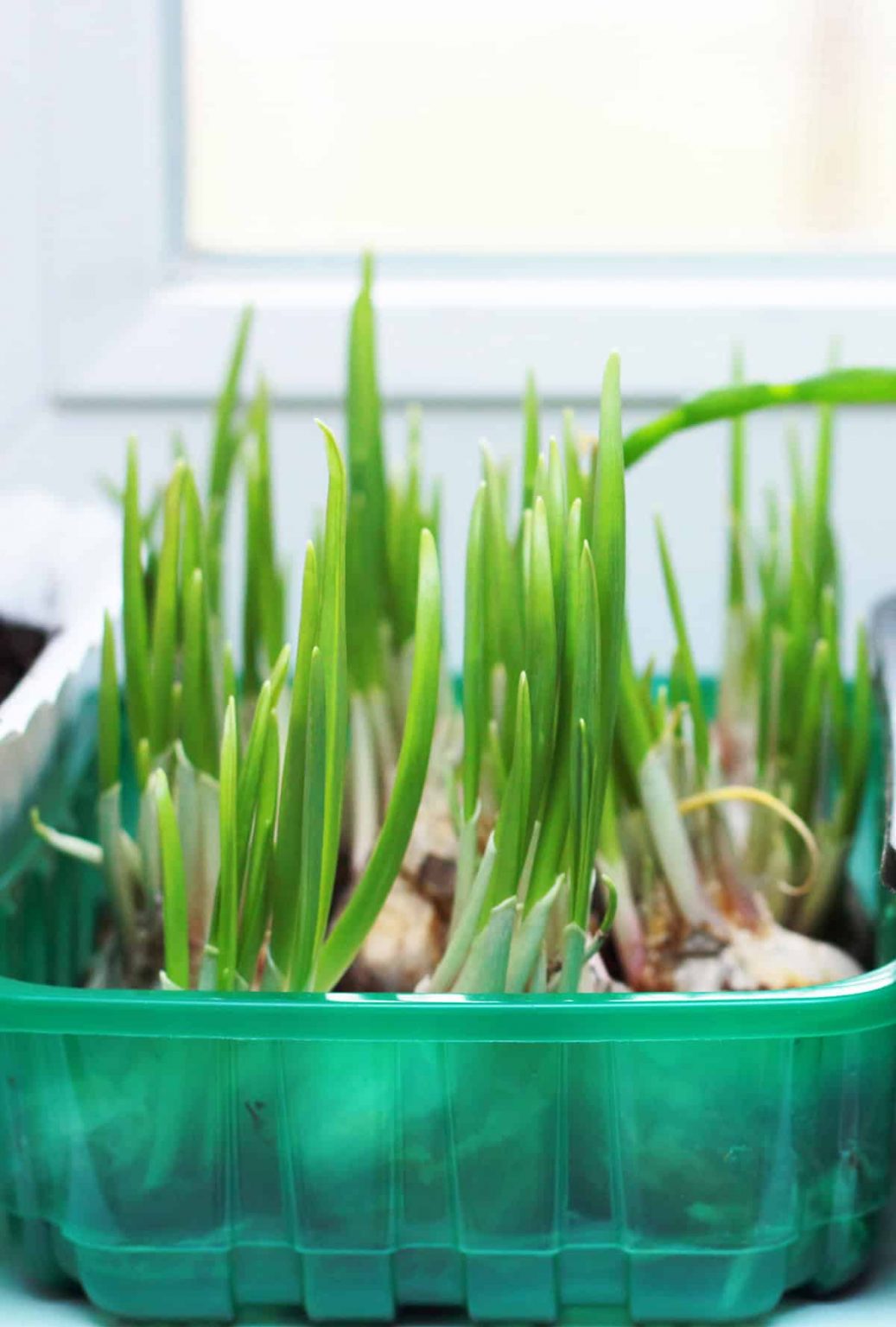 How to Propagate Garlic - Plantglossary