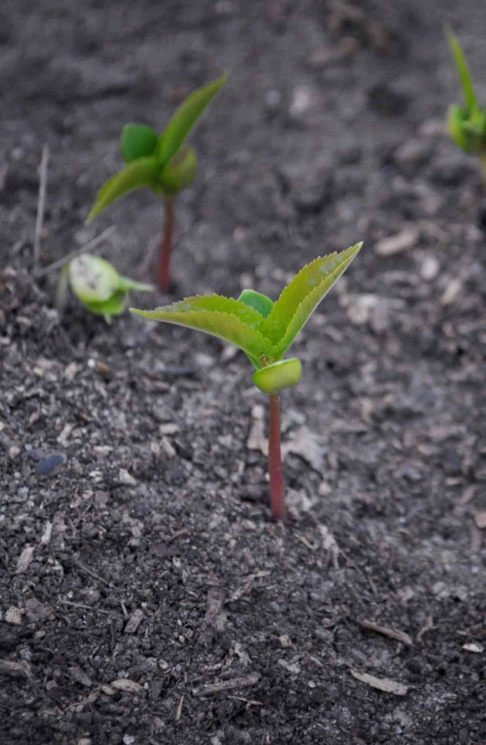 How to Grow a Cherry Tree From Seeds - Plantglossary