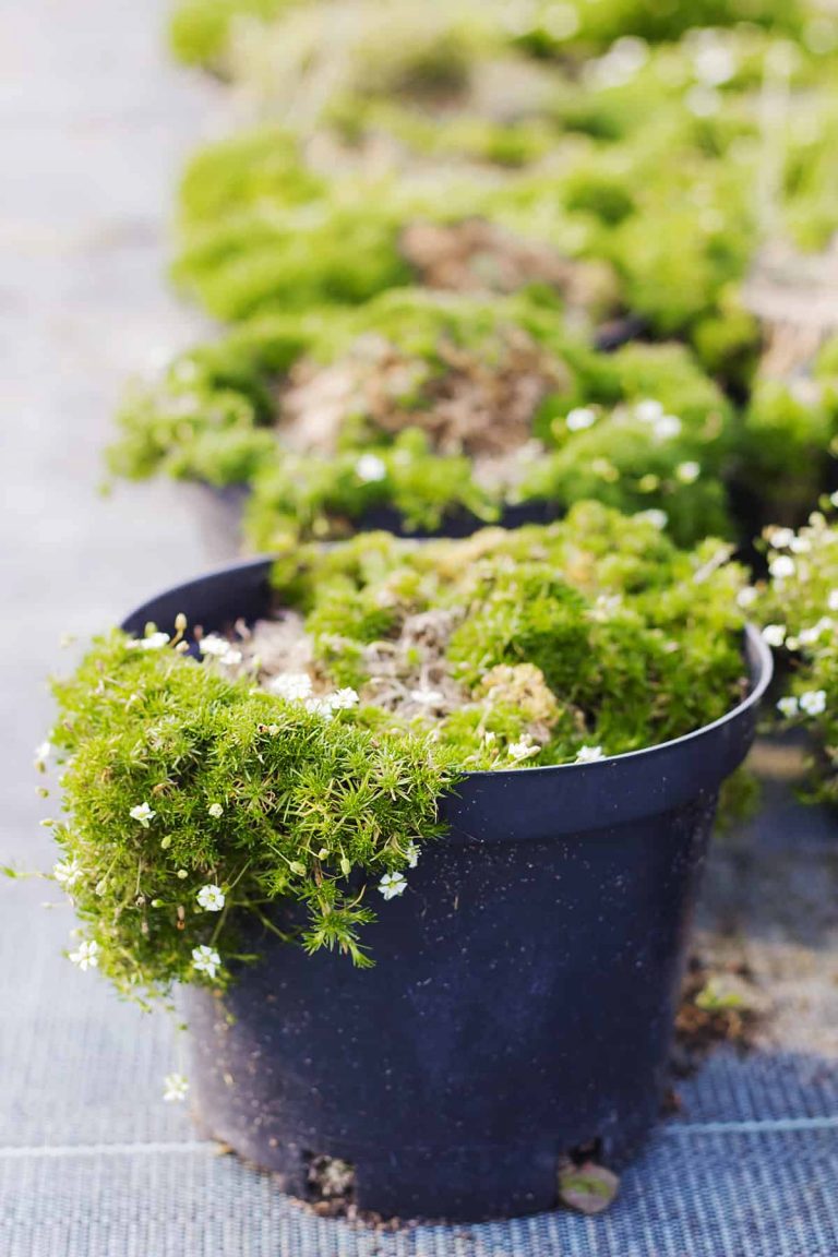 How to Grow Irish Moss - Plantglossary