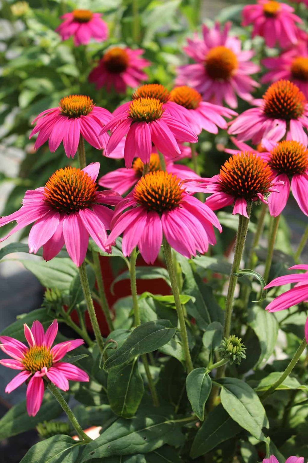 26 Gorgeous Flowers to Plant In October - Plantglossary