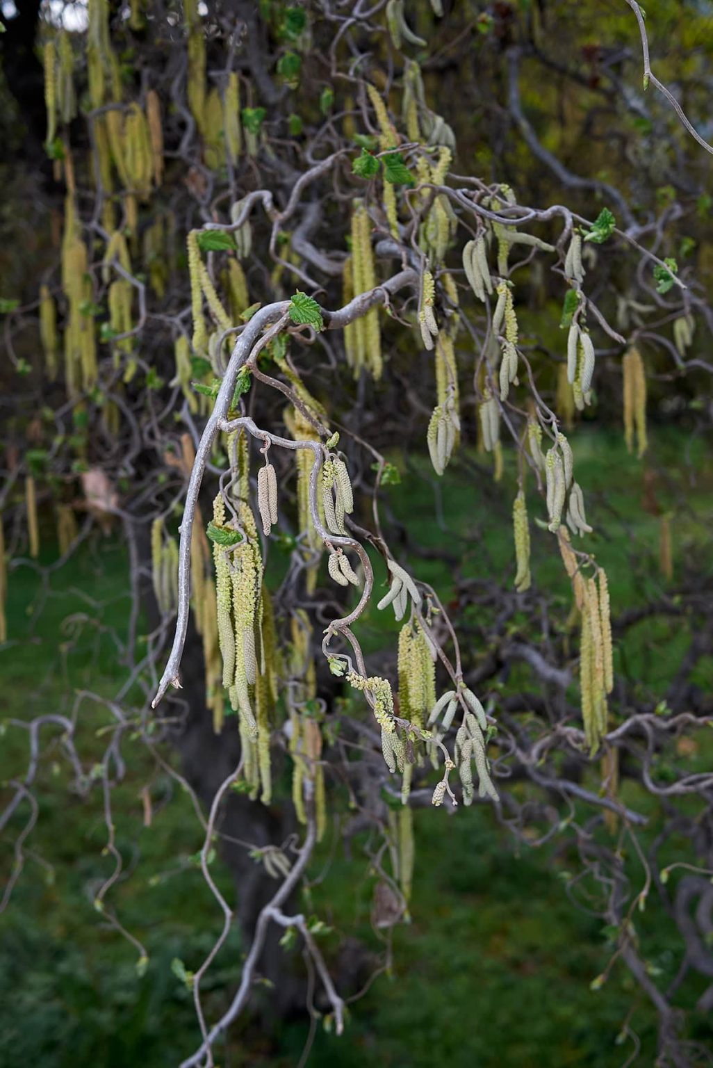 24 Best Plants That Twist and Turn - Plantglossary
