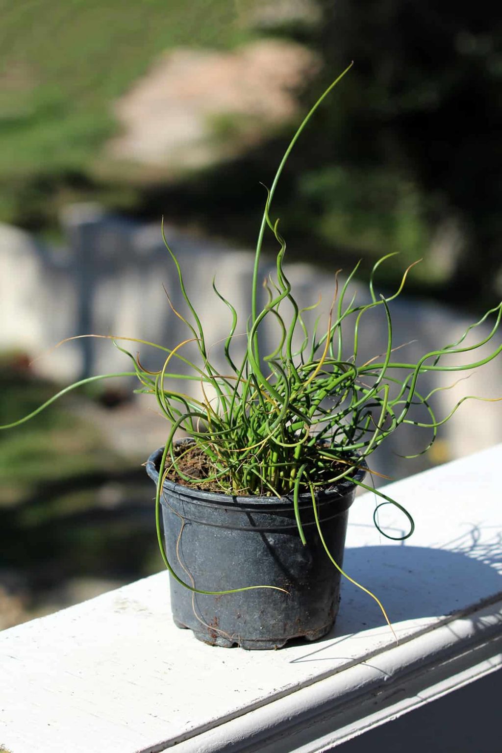 24 Best Plants That Twist and Turn - Plantglossary