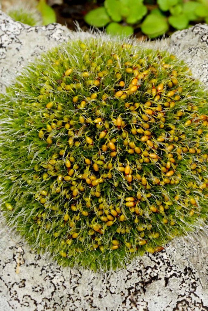 25 Different Types of Moss - Plantglossary
