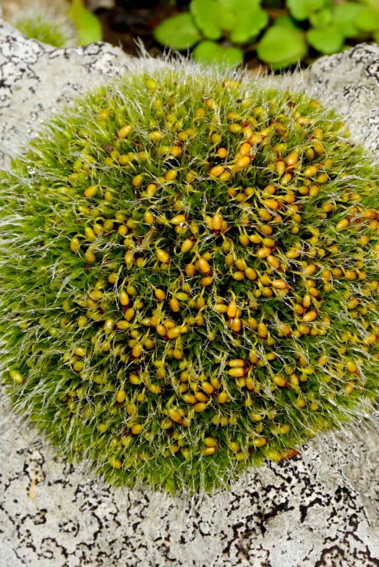 25 Different Types of Moss - Plantglossary