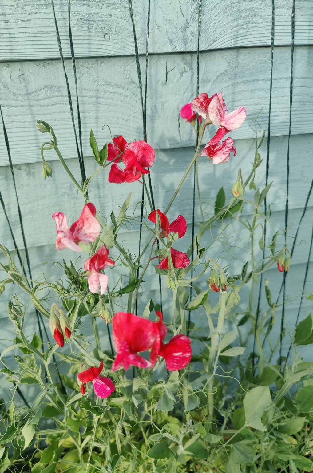 How to Grow Sweet Pea Flowers - Plantglossary