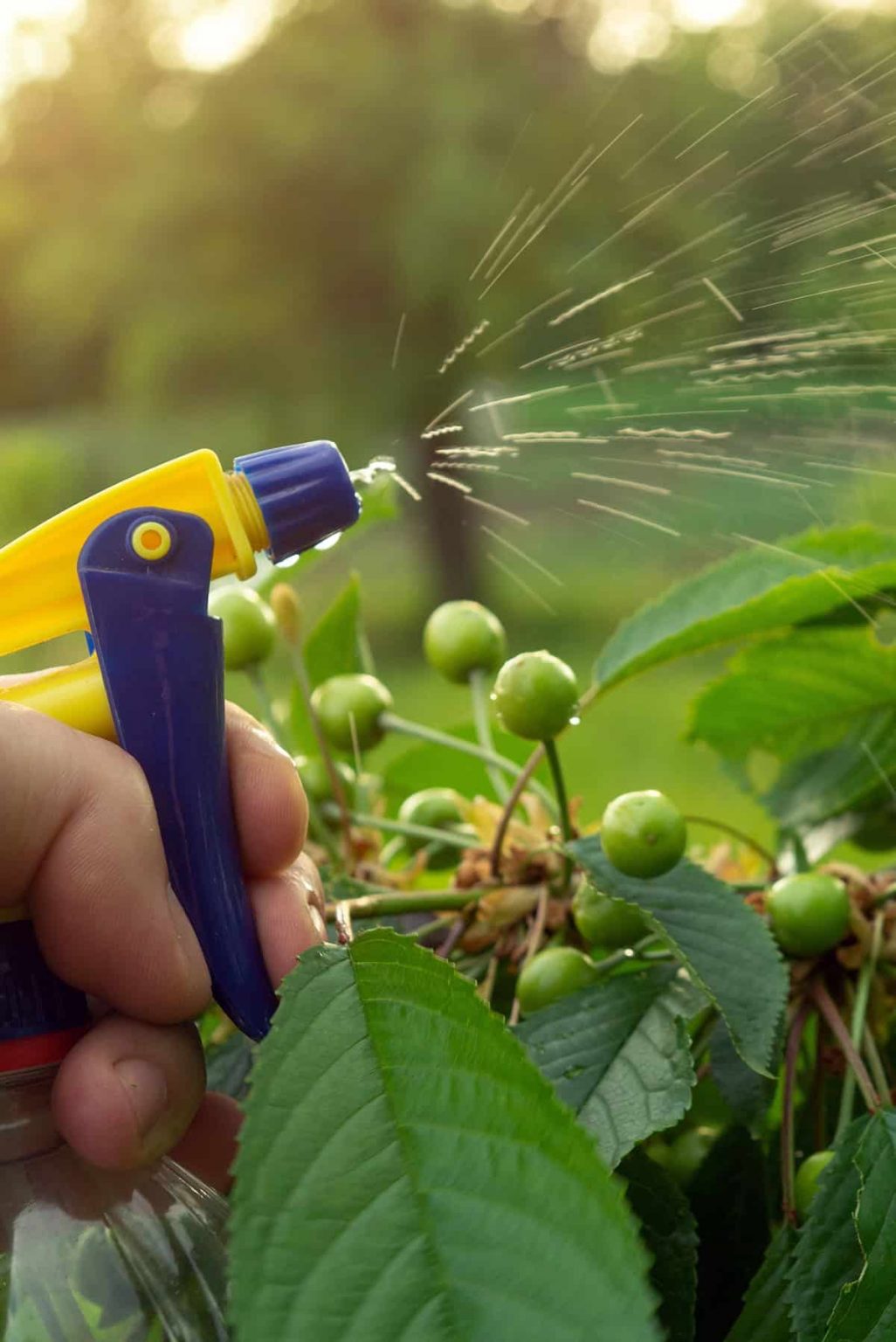 How to Grow a Cherry Tree From Seeds - Plantglossary