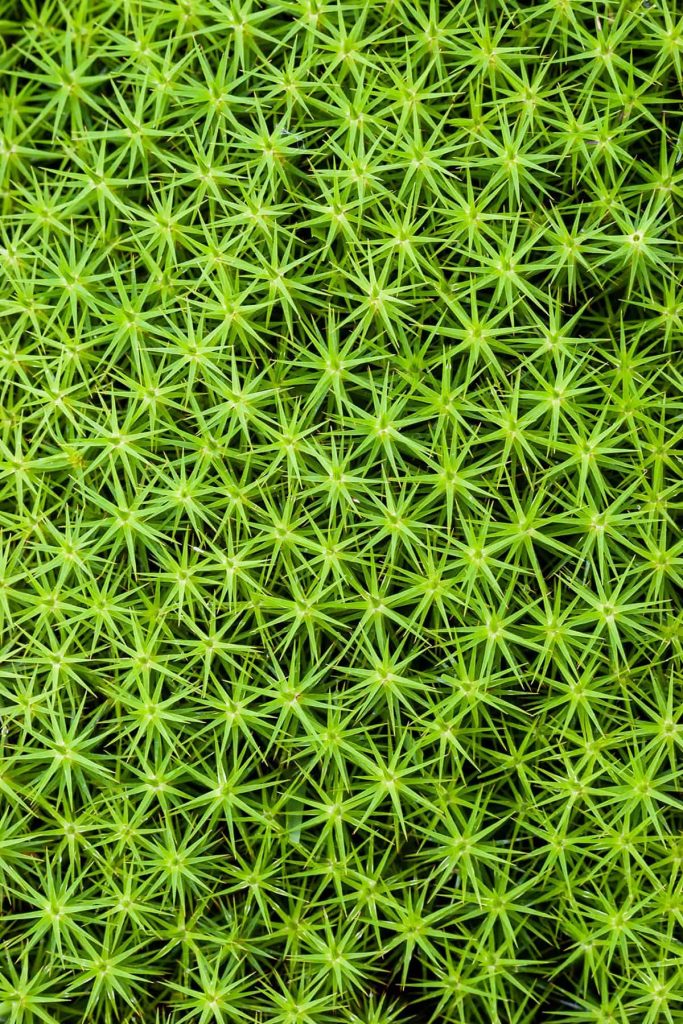 25 Different Types of Moss - Plantglossary