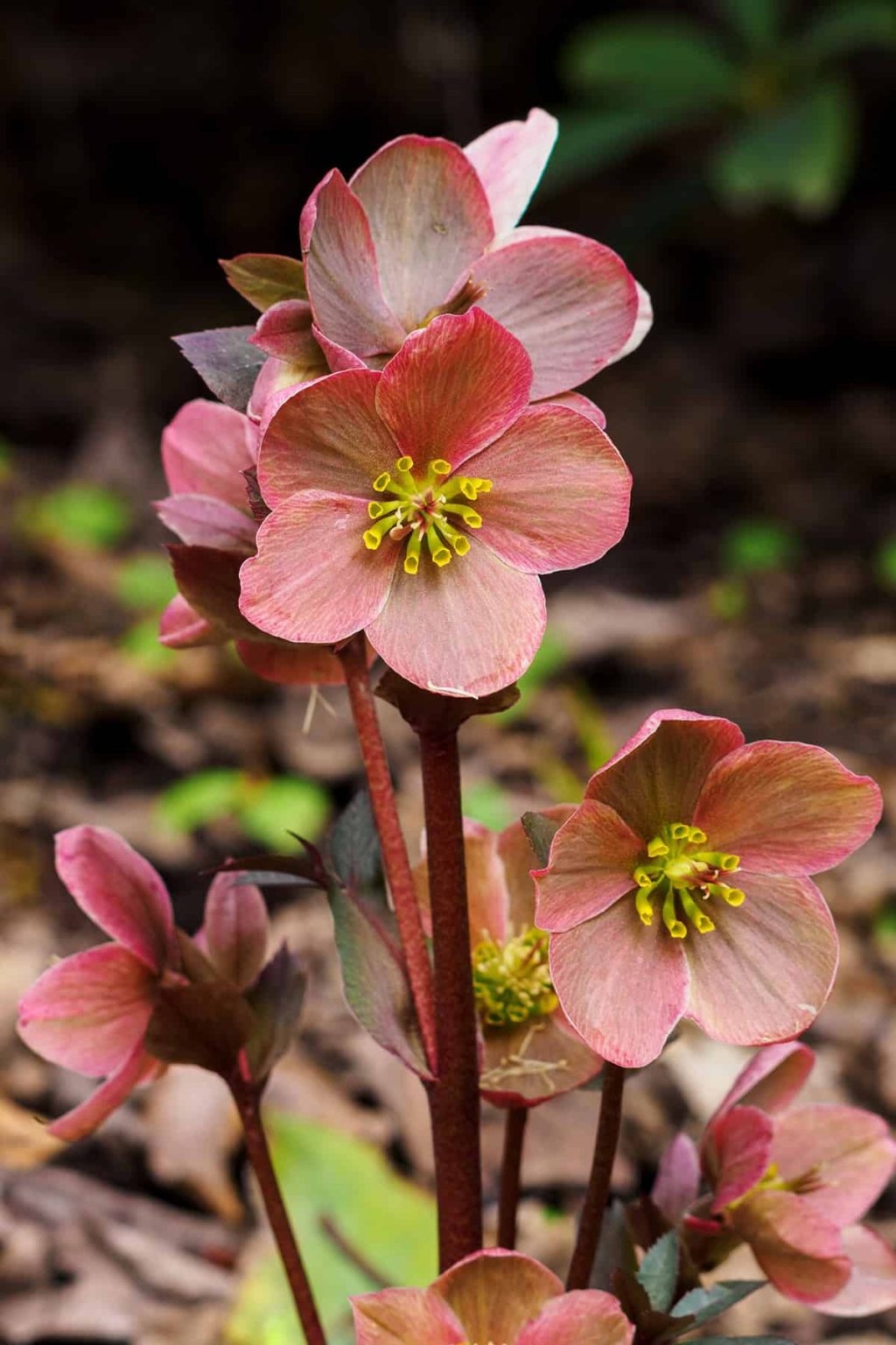 26 Gorgeous Flowers to Plant In October - Plantglossary