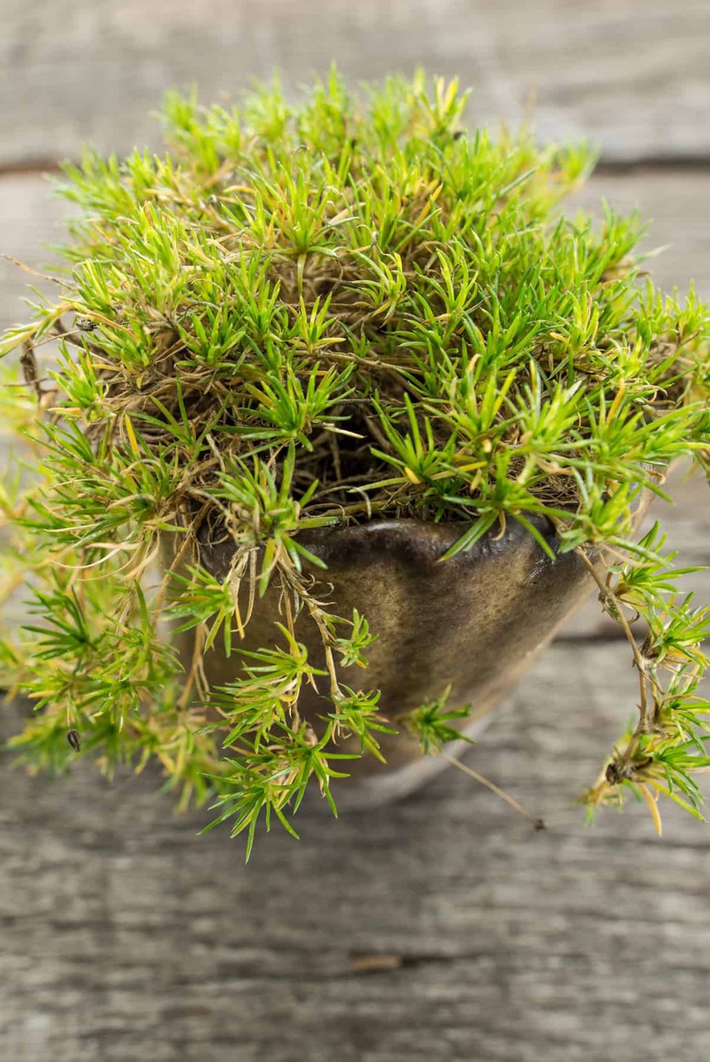 How to Grow Irish Moss - Plantglossary