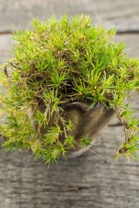 How to Grow Irish Moss - Plantglossary