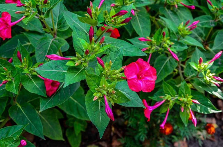 10 Flowers in Season in May – A Guide to Seasonal Blooms - Plantglossary