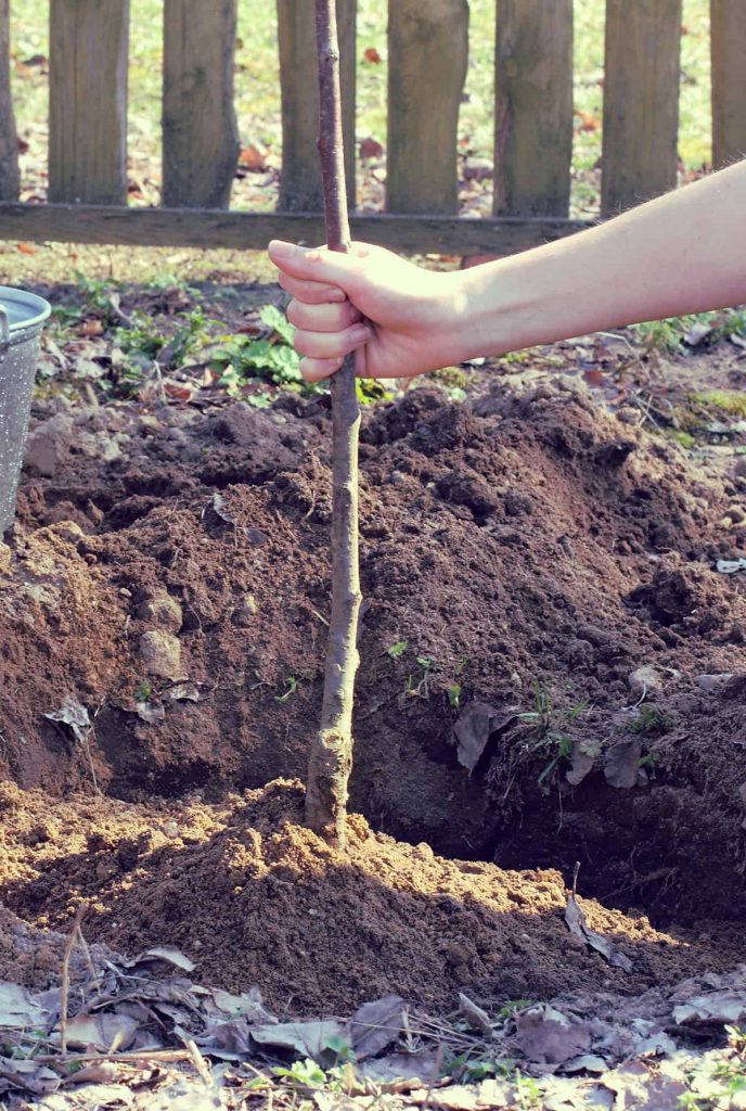 How to Grow Fruiting Cherry Trees - Plantglossary