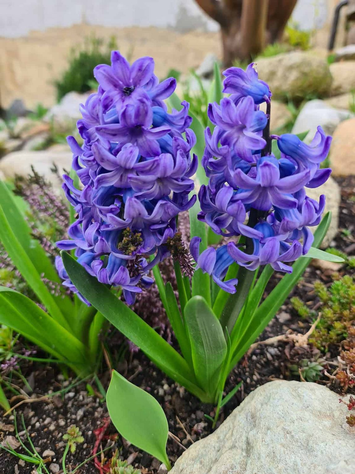 How to Grow and Care For Hyacinth - Plantglossary