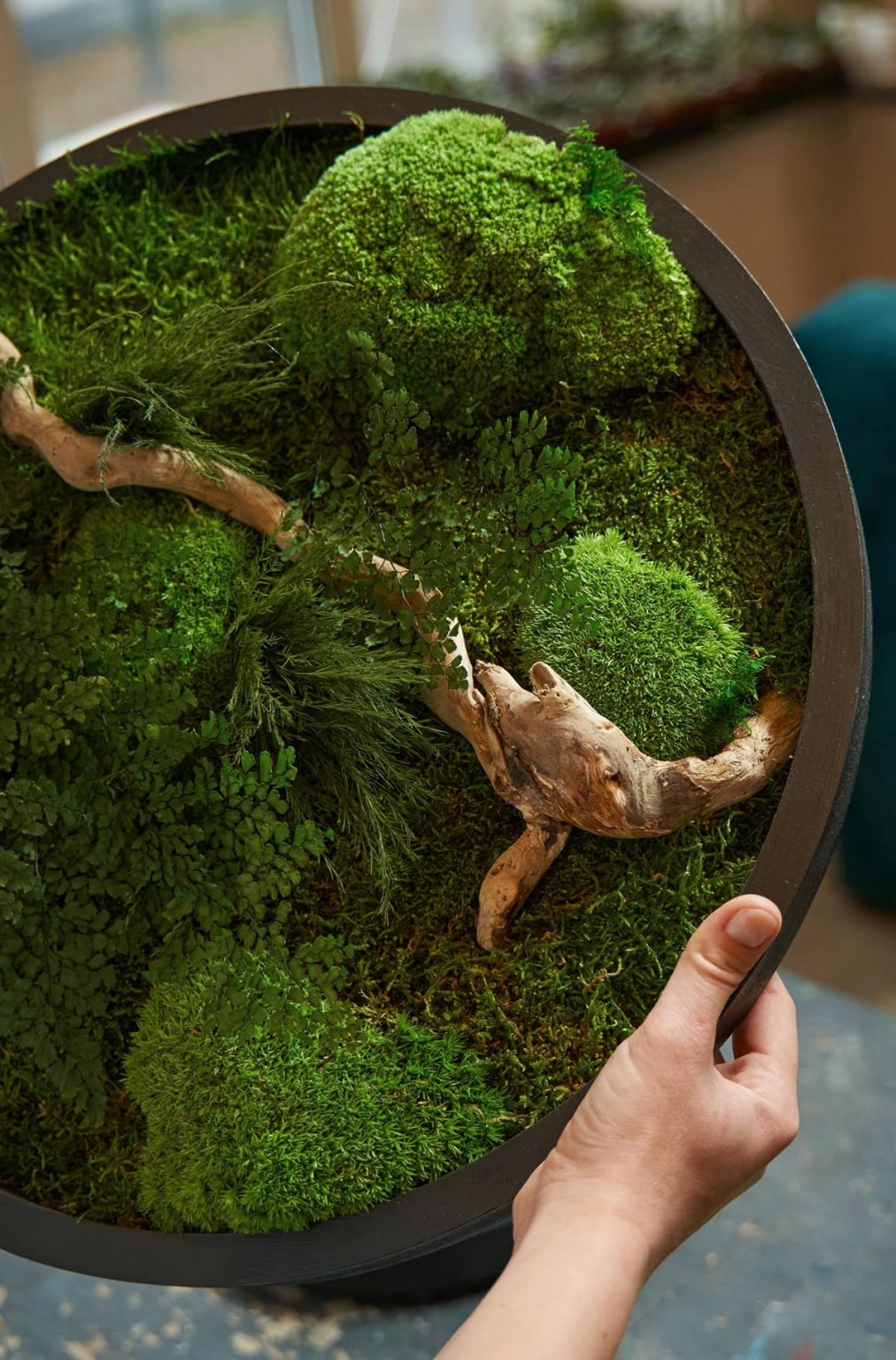 How to Grow Moss Indoors - Plantglossary