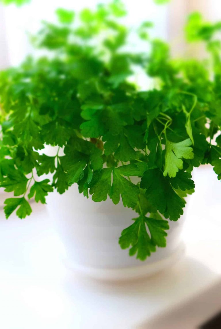 22 Common Herbs to Grow In Containers - Plantglossary