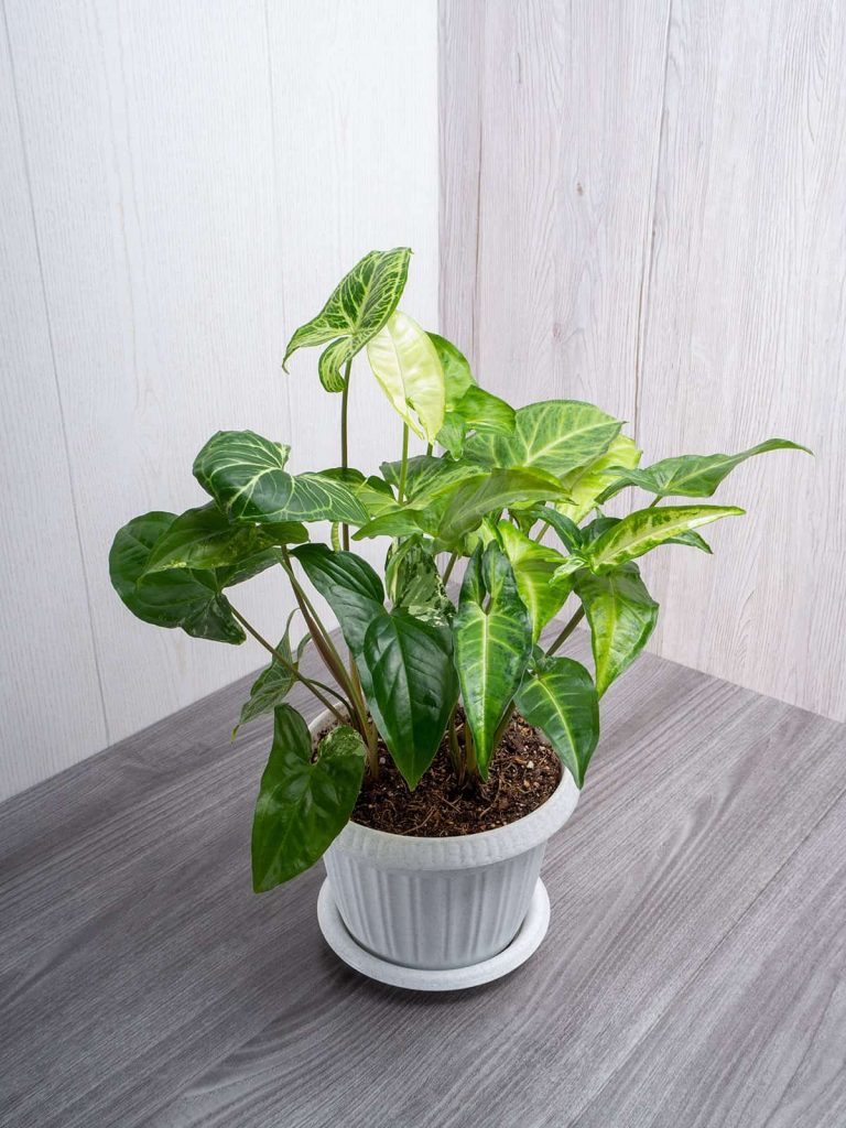 How to Grow and Care For Arrowhead Plant - Plantglossary