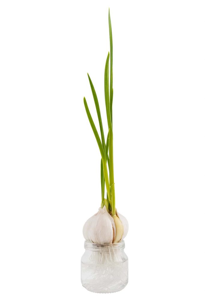 How to Propagate Garlic - Plantglossary
