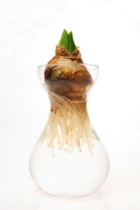 How to Grow and Care For Hyacinth - Plantglossary