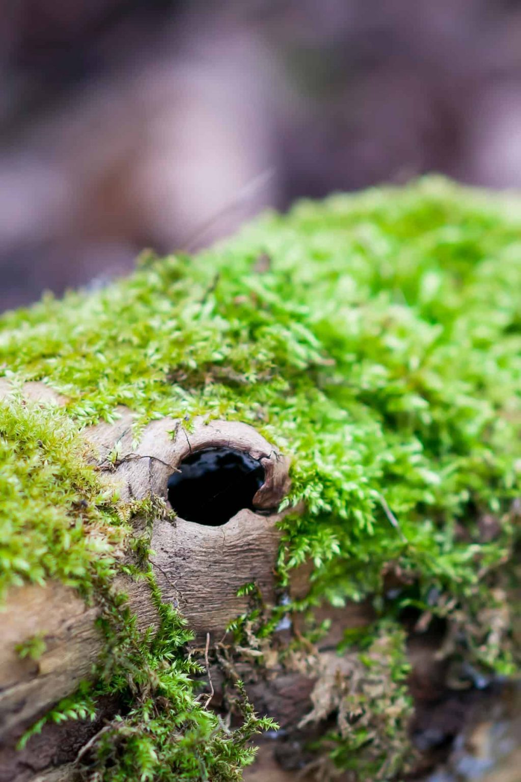 25 Different Types of Moss - Plantglossary