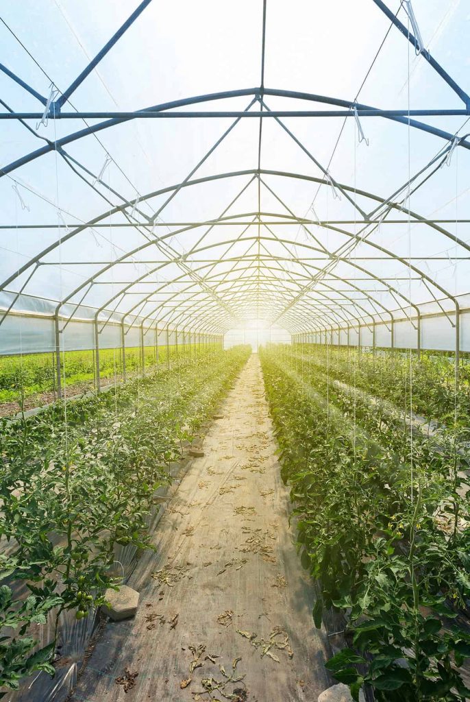 How to Grow Plants Year-round In a Greenhouse - Plantglossary