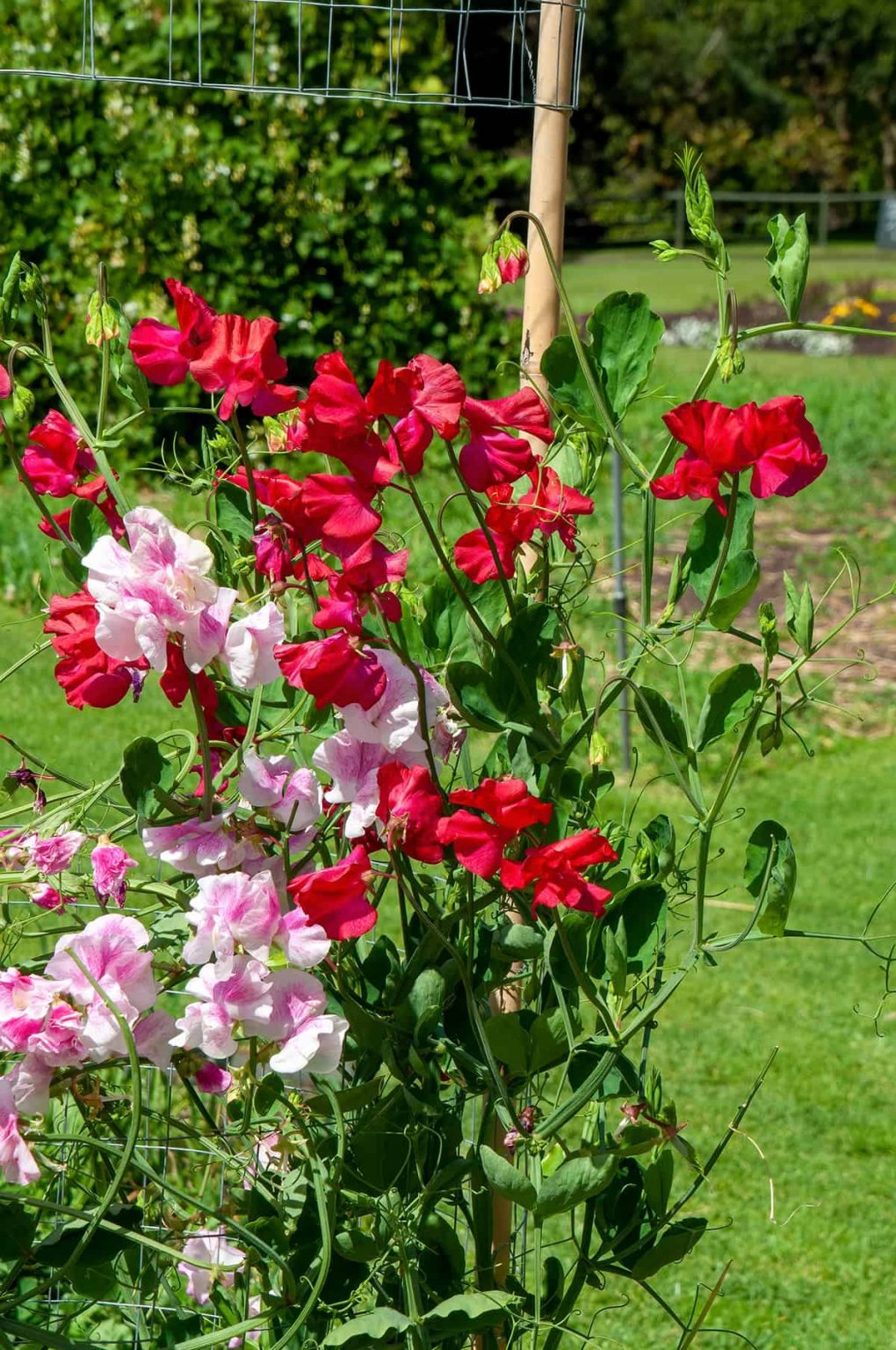 24 Best Plants That Twist and Turn - Plantglossary