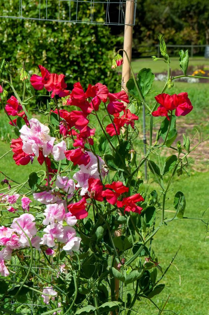 24 Best Plants That Twist and Turn - Plantglossary