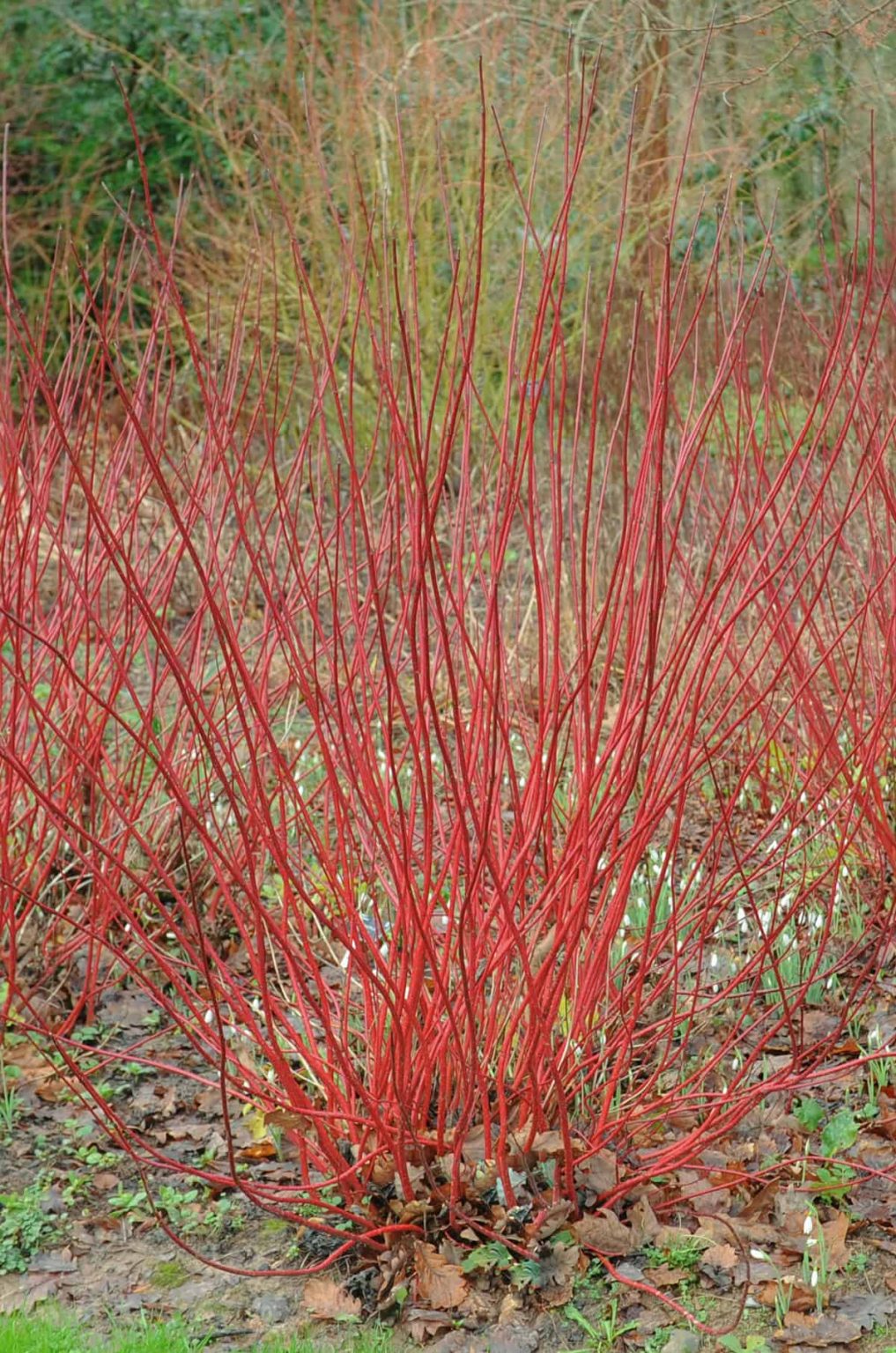 How to Grow and Care For Red Twig Dogwood - Plantglossary