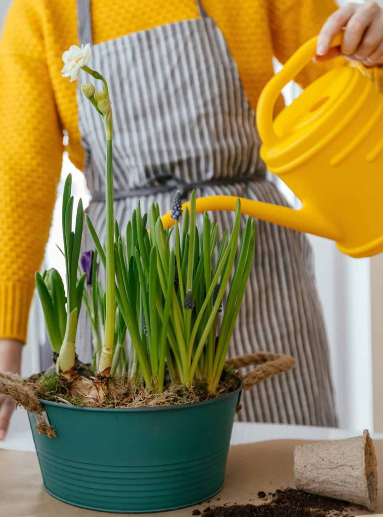 How to Grow and Care For Hyacinth - Plantglossary