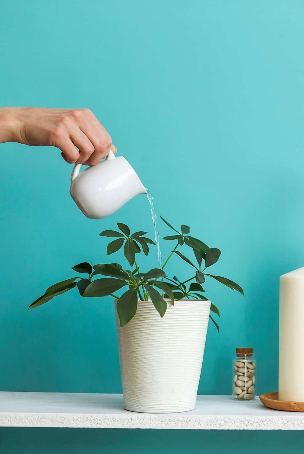 How to Grow and Care For Schefflera (Umbrella Plant) - Plantglossary